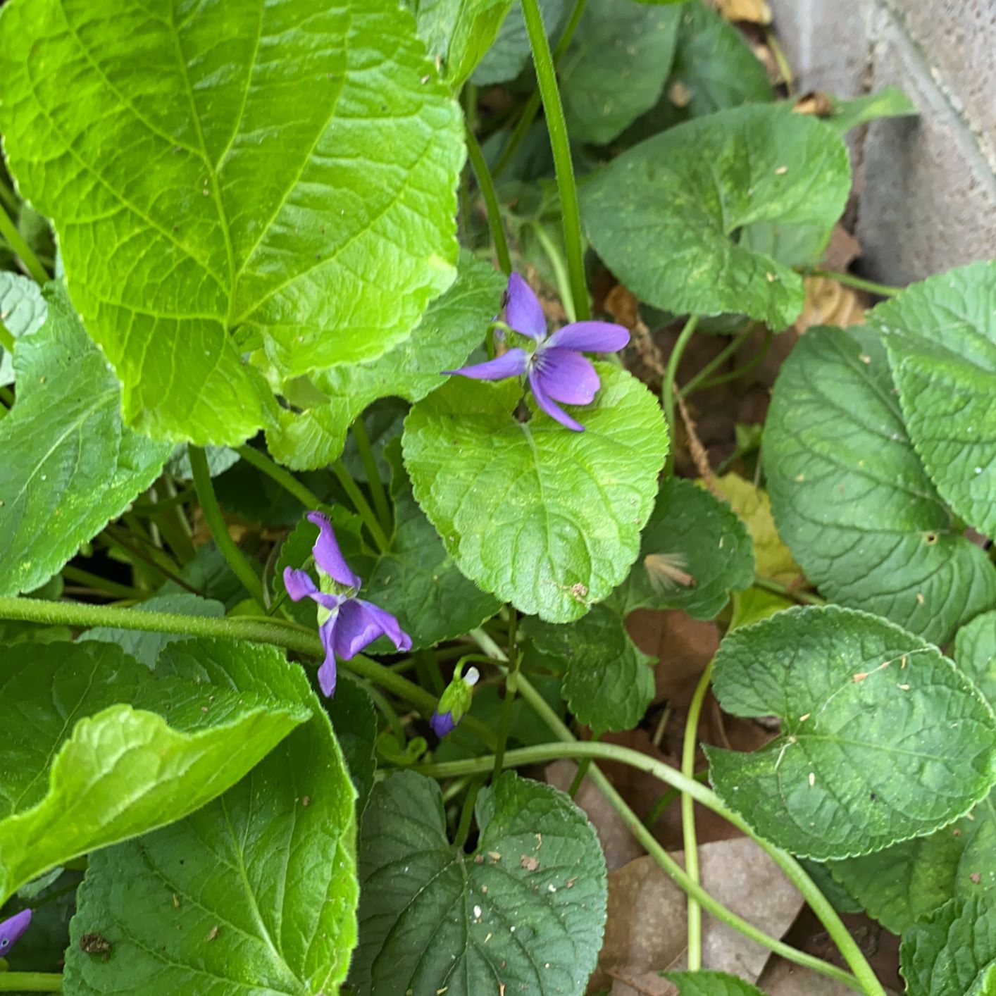 Day 38 of Isolation – flowers! | Decluttering the Stuff