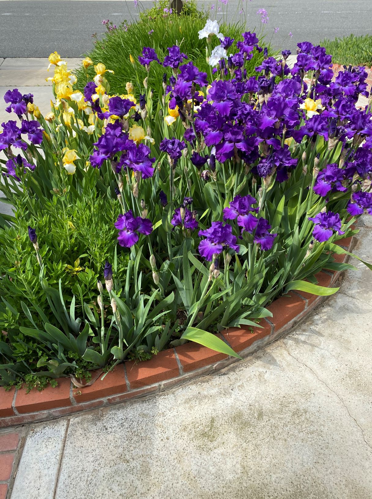 Day 38 of Isolation – flowers! | Decluttering the Stuff